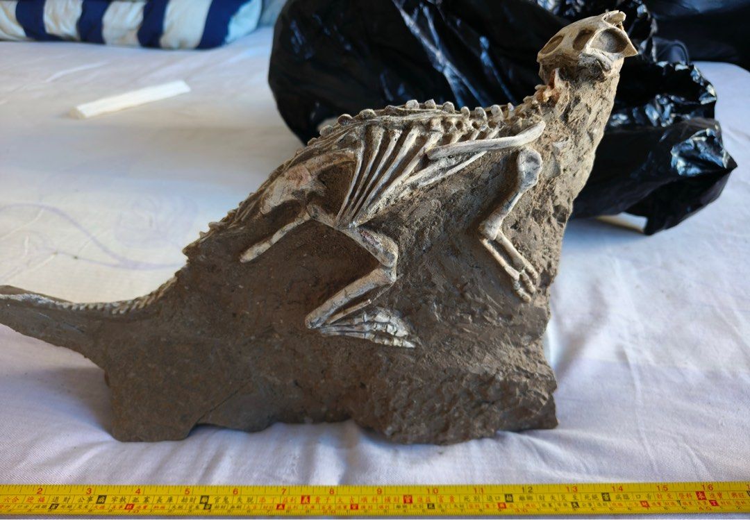 Dinosaurs Fossil- Extremely well preserved and Rare Psittacosaurus ...