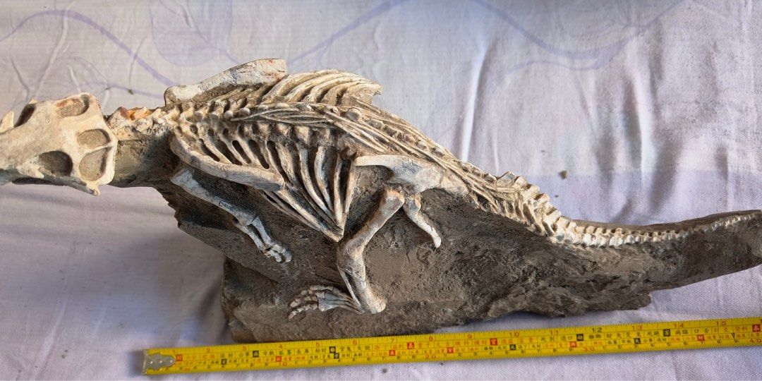 Dinosaurs Fossil- Extremely well preserved and Rare Psittacosaurus ...