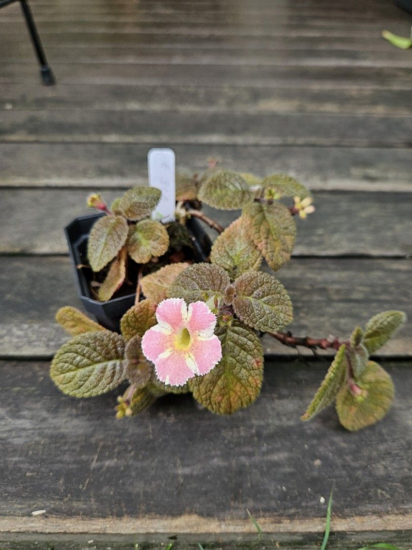Episcia Star of Bethlehem Pot A, Furniture & Home Living, Gardening ...