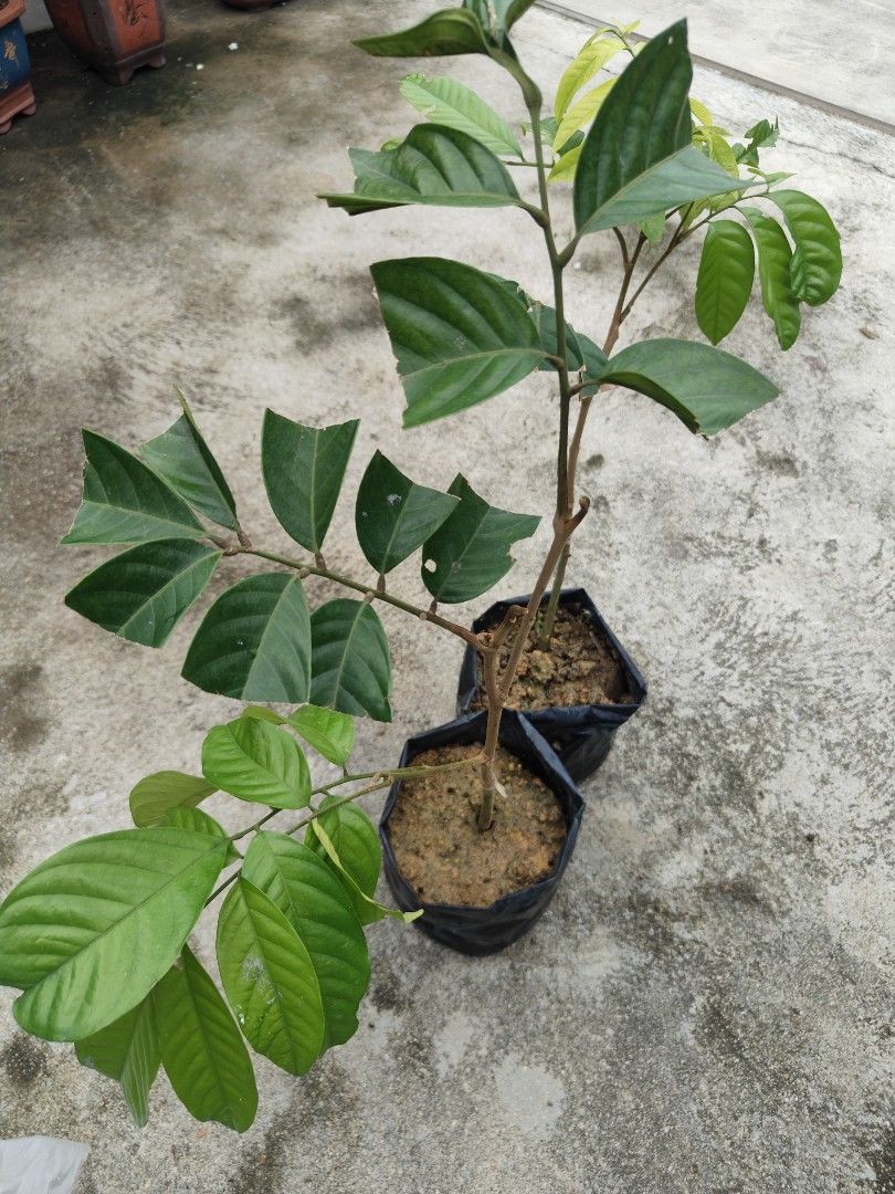 Grafted Thailand Duku langsat, Furniture & Home Living, Gardening ...