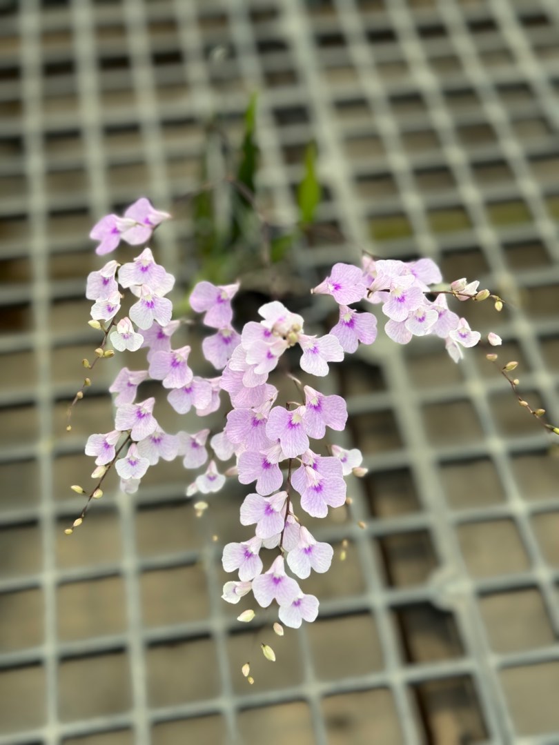 ionopsis utricularioides (orchid), Furniture & Home Living, Gardening ...