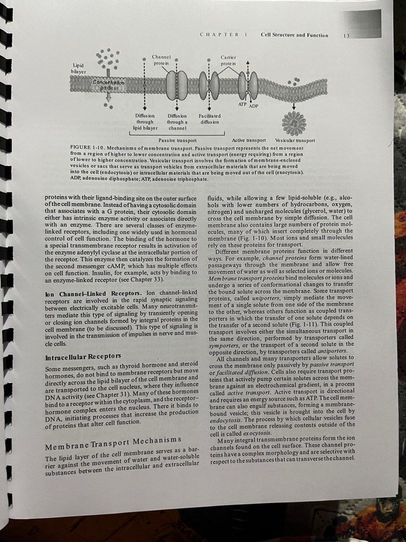 NURSING BOOK Pathophysiology Porth Essentials of Pathophysiology ...