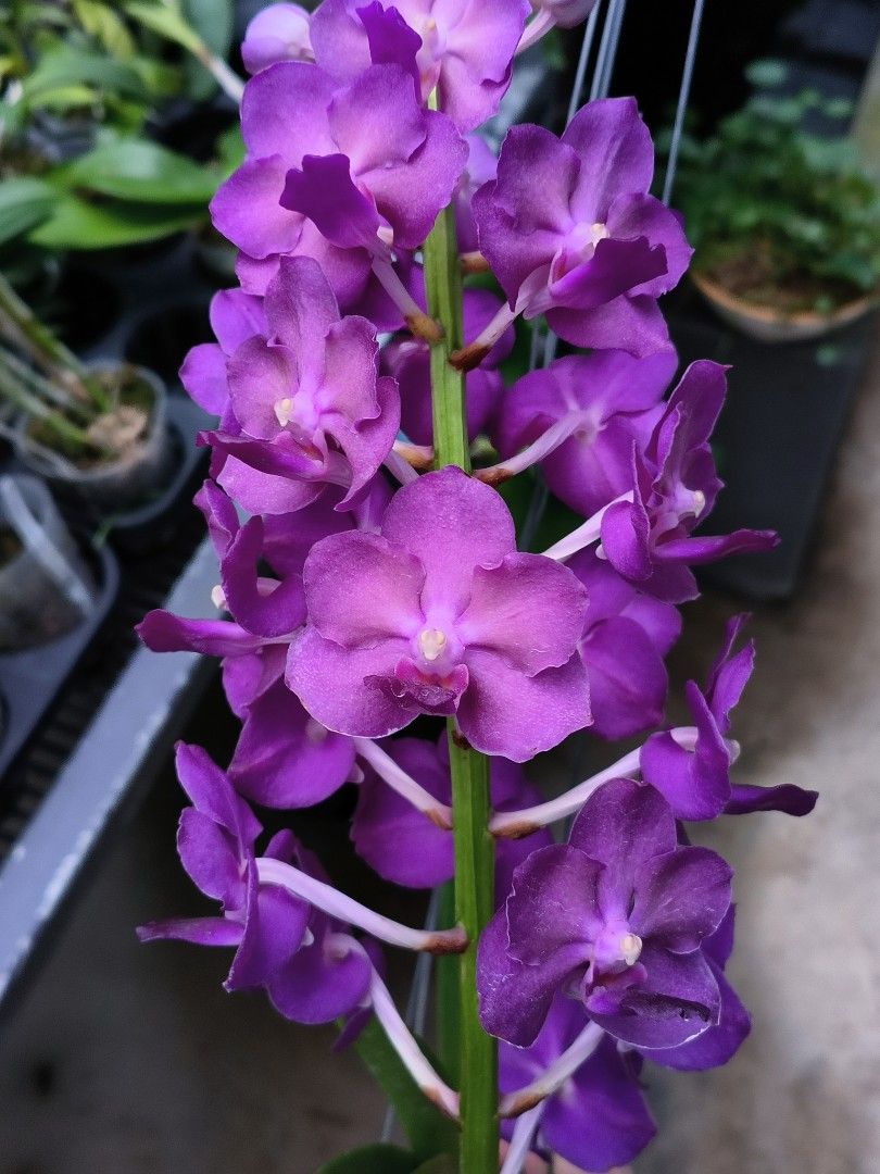 (blooming) Vanda Mary Chee Bee Kiang, Furniture & Home Living ...