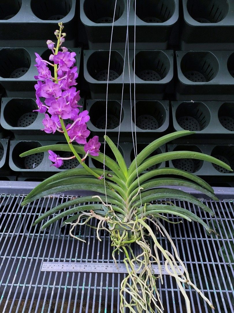 (blooming) Vanda Mary Chee Bee Kiang, Furniture & Home Living ...