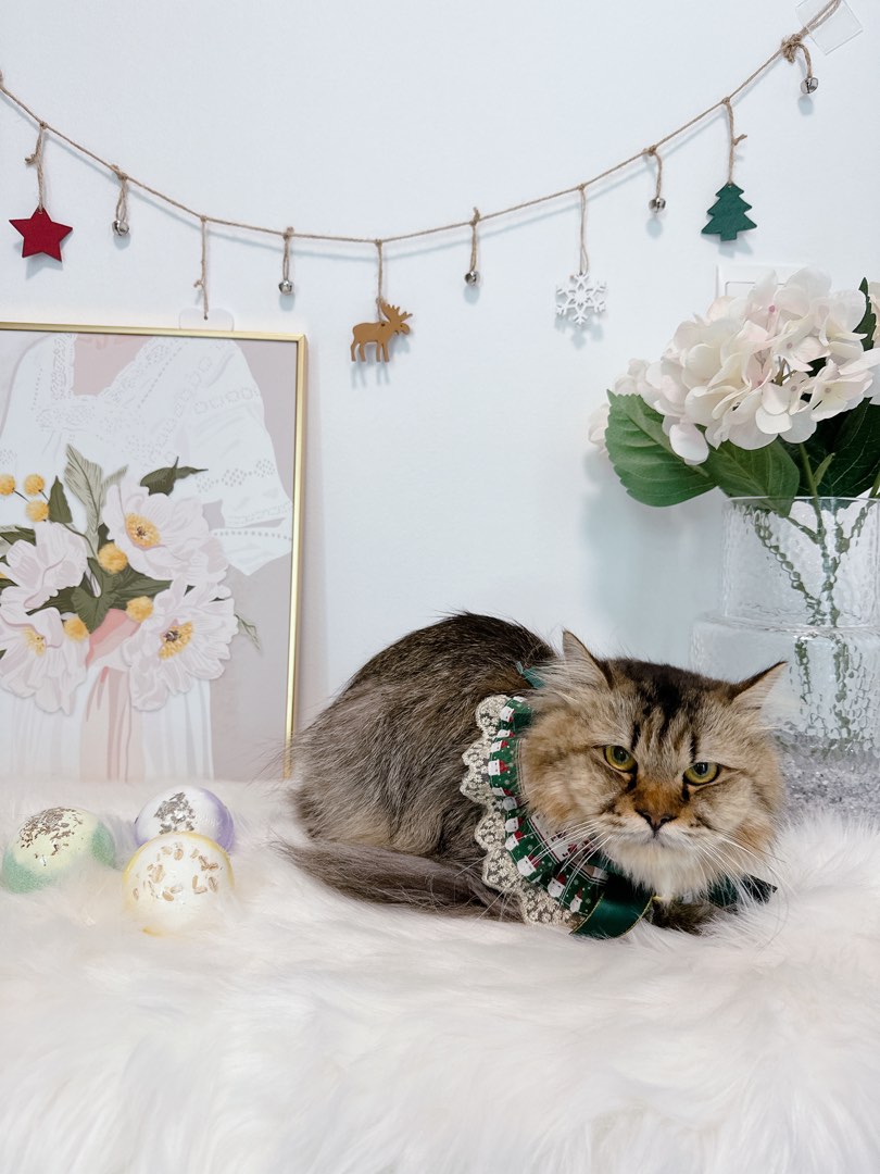 Cat basic grooming, Pet Supplies, Health & Grooming on Carousell