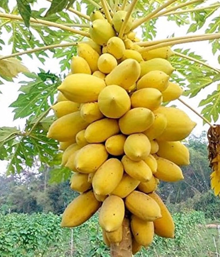 Dwarf Yellow Papaya Tropical Fruit Seeds, Furniture & Home Living ...