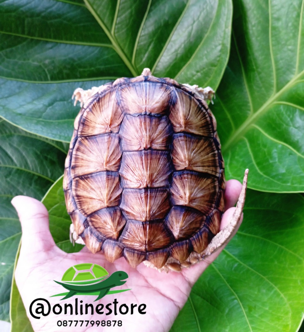 Kura common snapping turtle (CST), Perlengkapan Hewan, Aksesoris Hewan ...