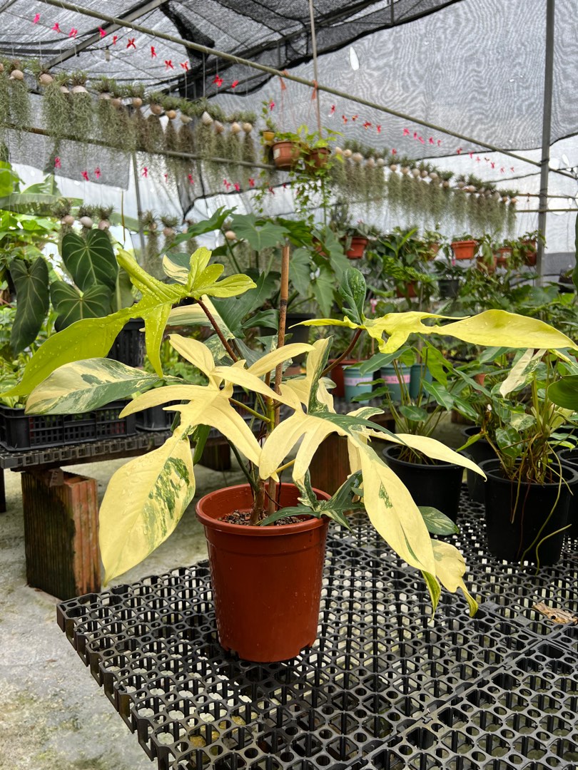 Philodendron Florida Ghost Beauty Variegated-Narrow Form, Furniture ...