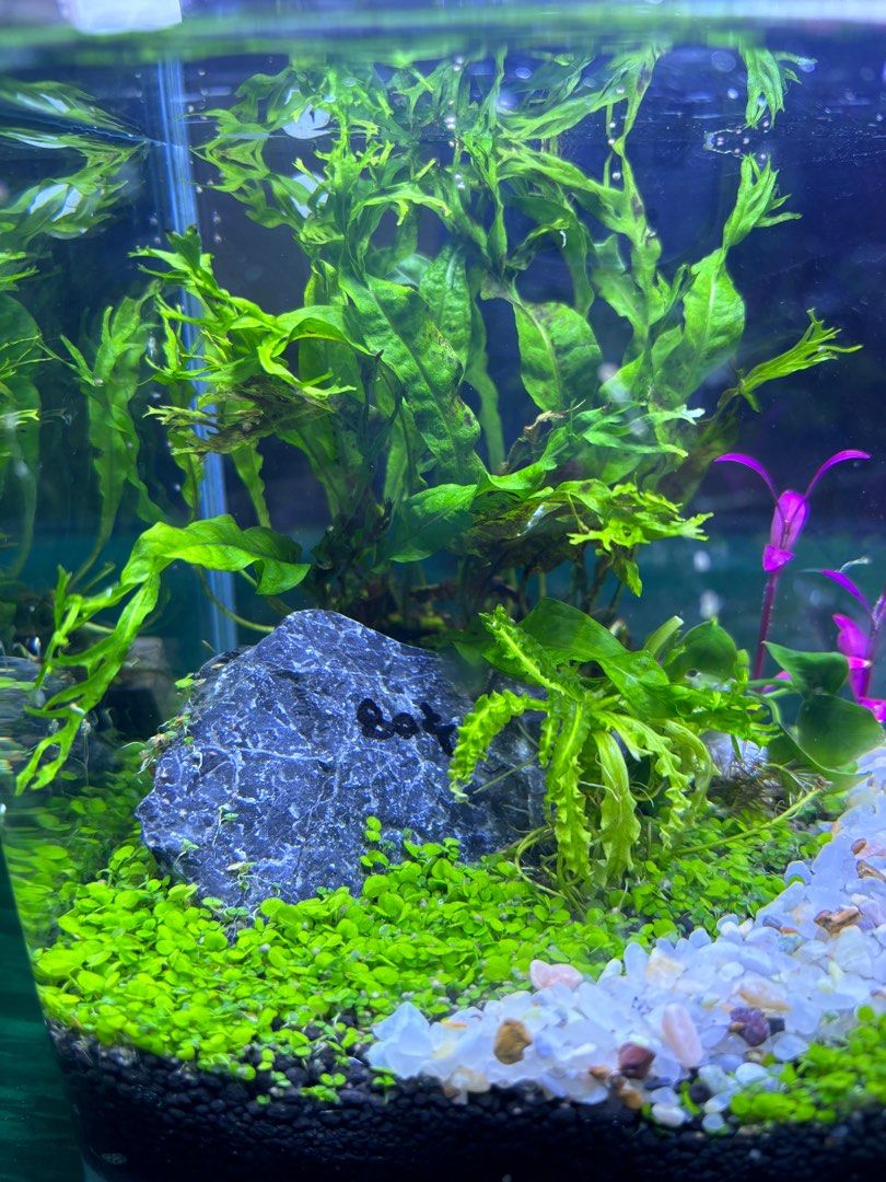 Planted fish tank set, Pet Supplies, Homes & Other Pet Accessories on ...