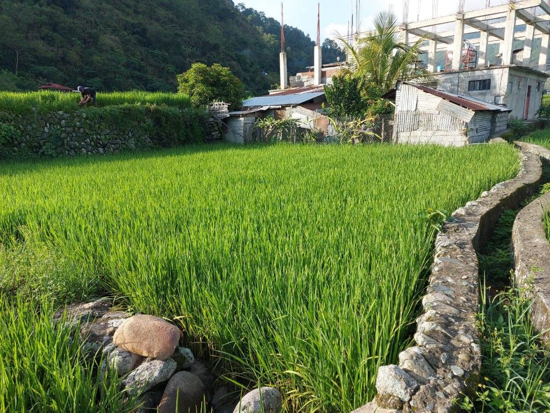 Salin, Samoki, Bontoc, Mountain Province, Property, Rentals, Lot on ...