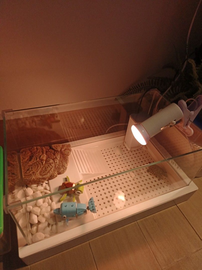 Terrapin Tank Turtle Tank, Pet Supplies, Homes & Other Pet Accessories ...