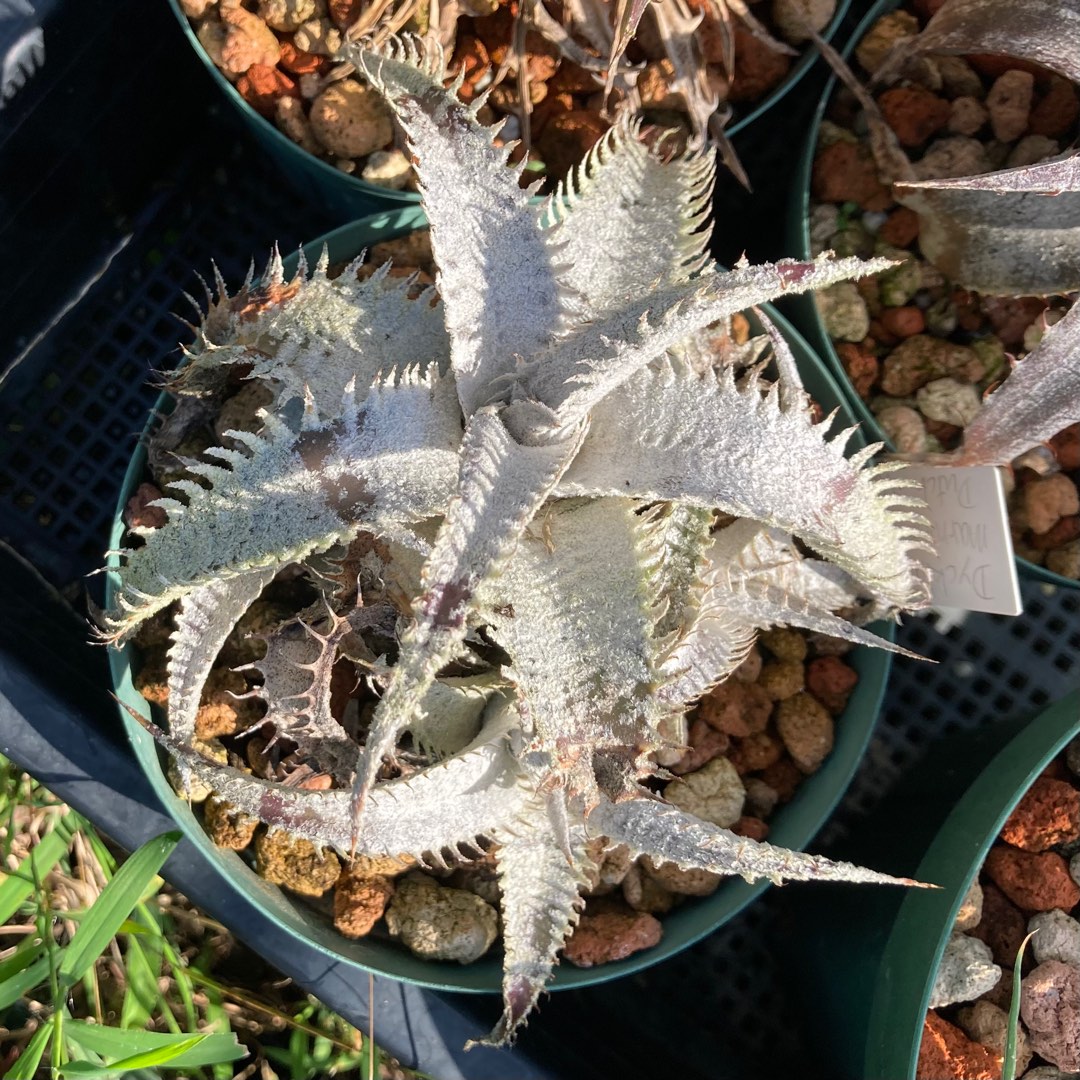 沙漠鳳梨 Dyckia mariner-lapostollei var. estevesii Dutch Vandervor Clone, 傢 ...