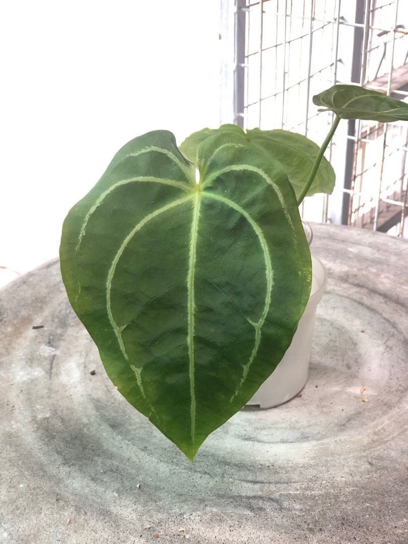 Anthurium Carla Hybrid, Furniture & Home Living, Gardening, Plants ...