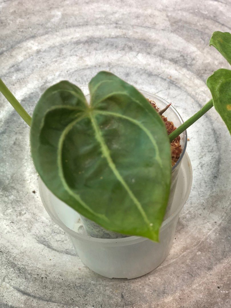 Anthurium Carla Hybrid, Furniture & Home Living, Gardening, Plants ...