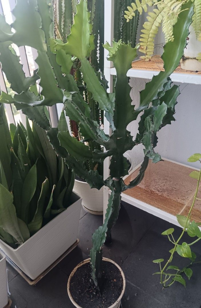 Cactus Plant dah Besar siap pasu, Furniture & Home Living, Gardening ...