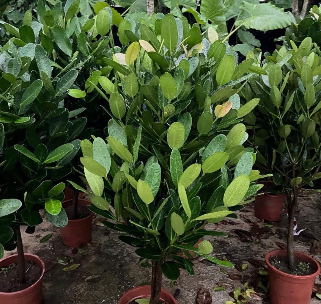 Garcinia Subelliptica, Happiness tree (1.2m), Furniture & Home Living ...