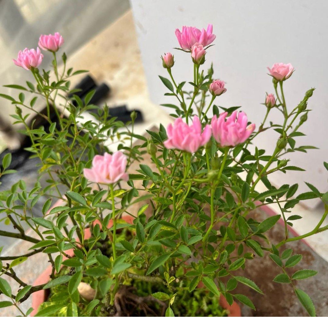 Mini Rose Bonsai (0.2m), Furniture & Home Living, Gardening, Plants ...