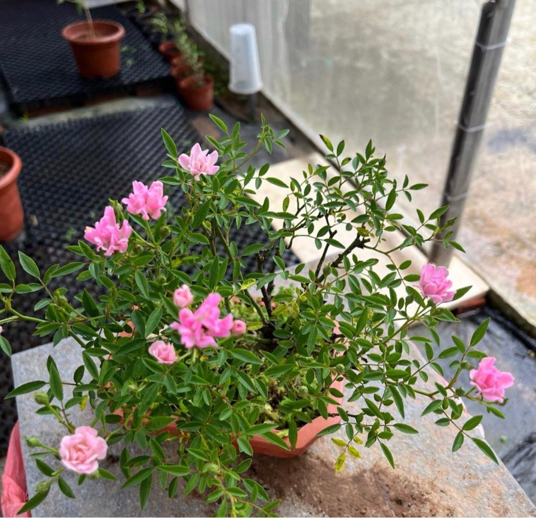 Mini Rose Bonsai (0.2m), Furniture & Home Living, Gardening, Plants ...