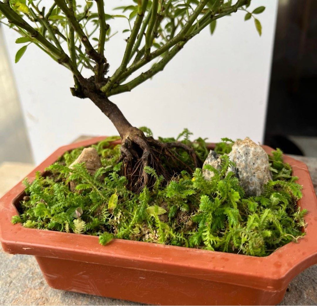 Mini Rose Bonsai (0.2m), Furniture & Home Living, Gardening, Plants ...