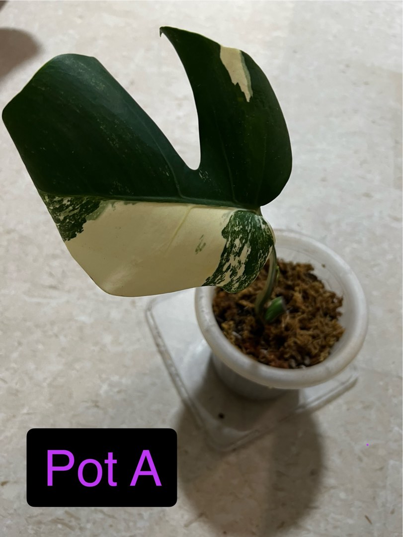 Monstera Albo Pot A & B, Furniture & Home Living, Gardening, Plants ...