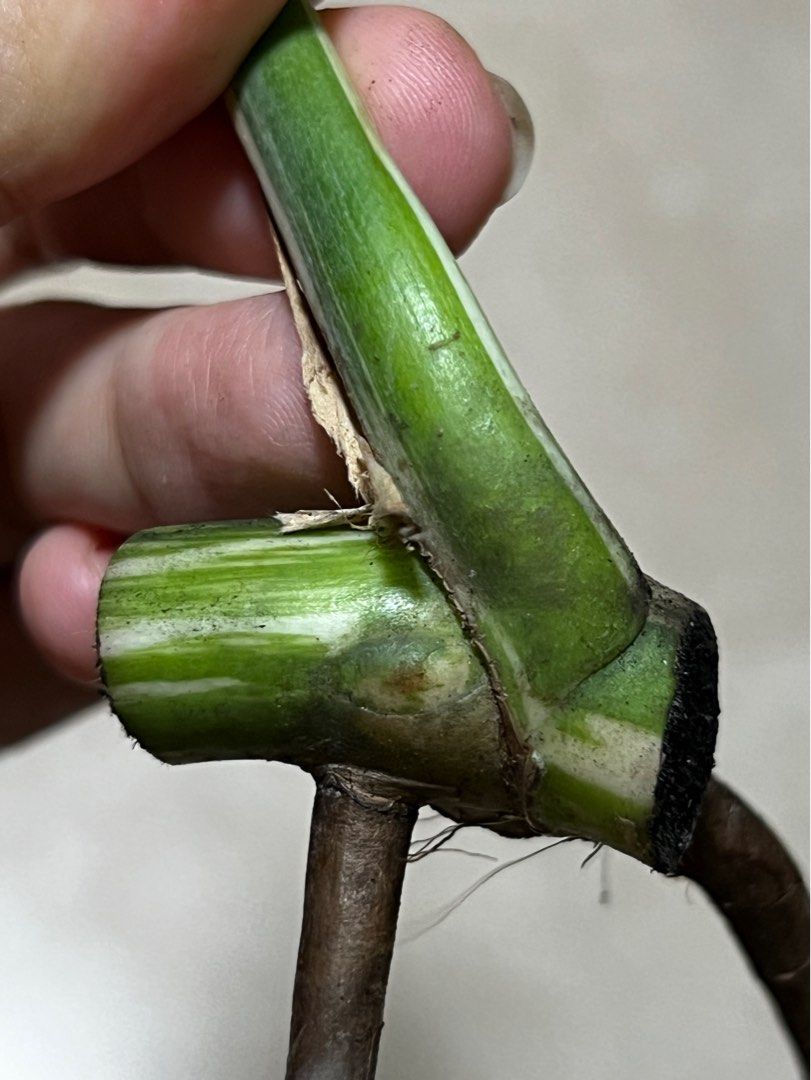 Monstera Albo Pot A & B, Furniture & Home Living, Gardening, Plants ...