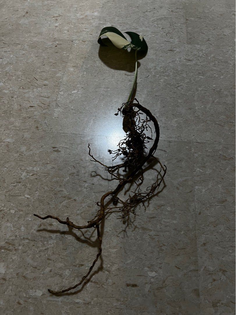 Monstera Albo Pot A & B, Furniture & Home Living, Gardening, Plants ...