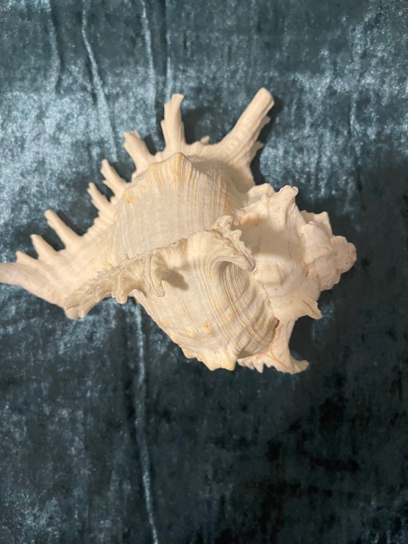 Rare full spikes intact conch Sea Shell, Hobbies & Toys, Memorabilia ...