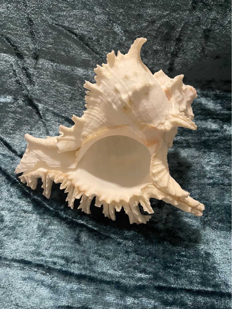 Rare full spikes intact conch Sea Shell, Hobbies & Toys, Memorabilia ...