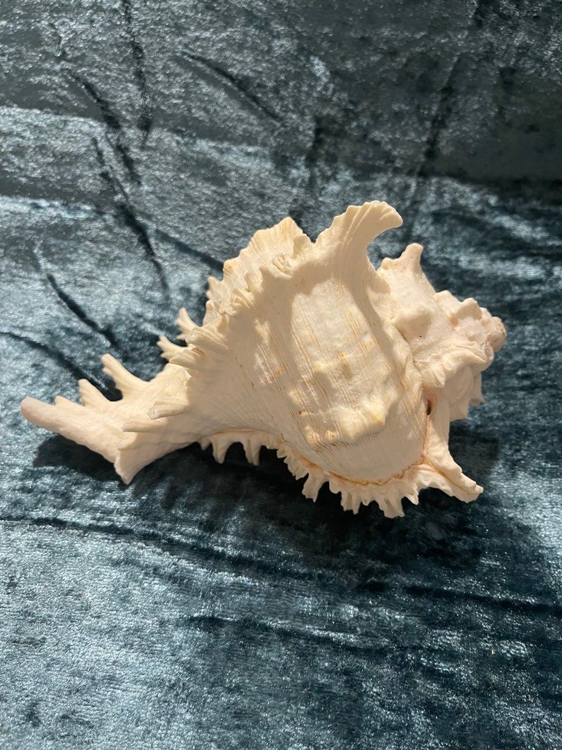 Rare full spikes intact conch Sea Shell, Hobbies & Toys, Memorabilia ...
