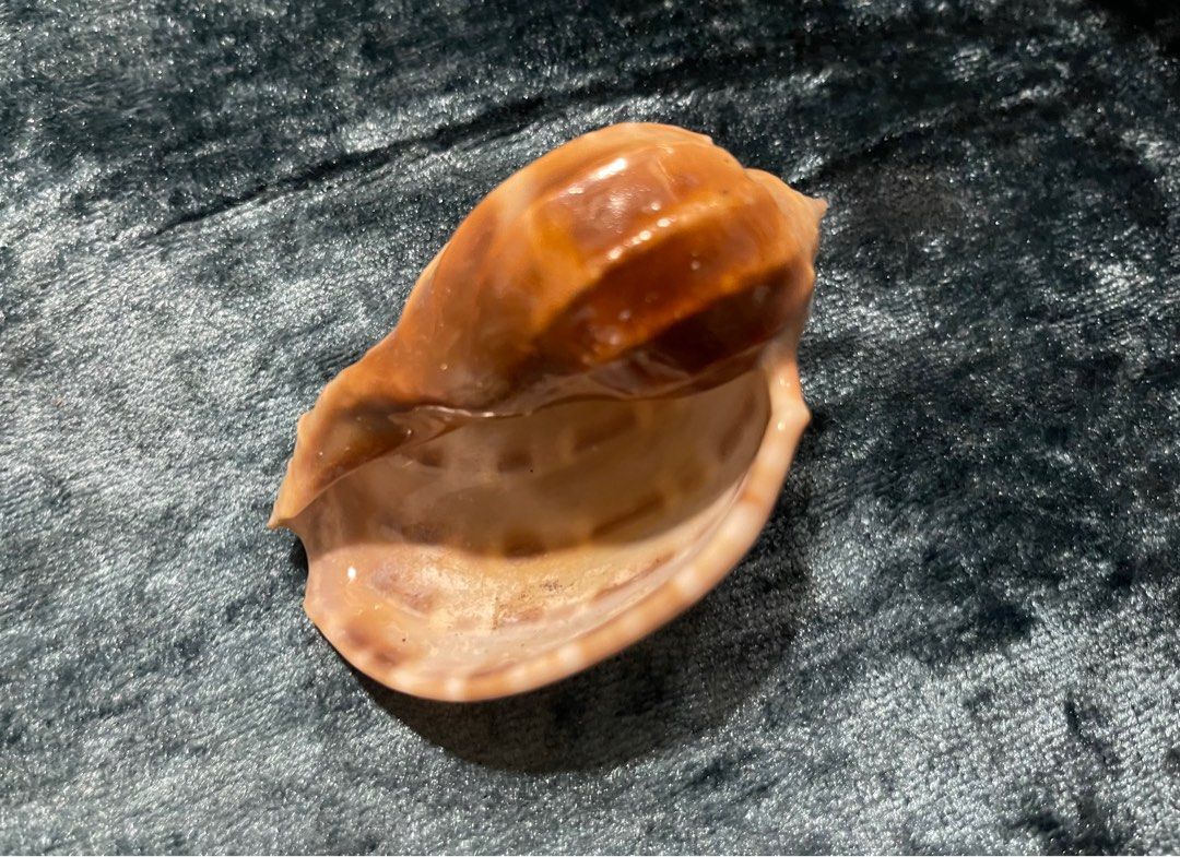 Scotch Bonnet Sea Shell, Hobbies & Toys, Memorabilia & Collectibles ...