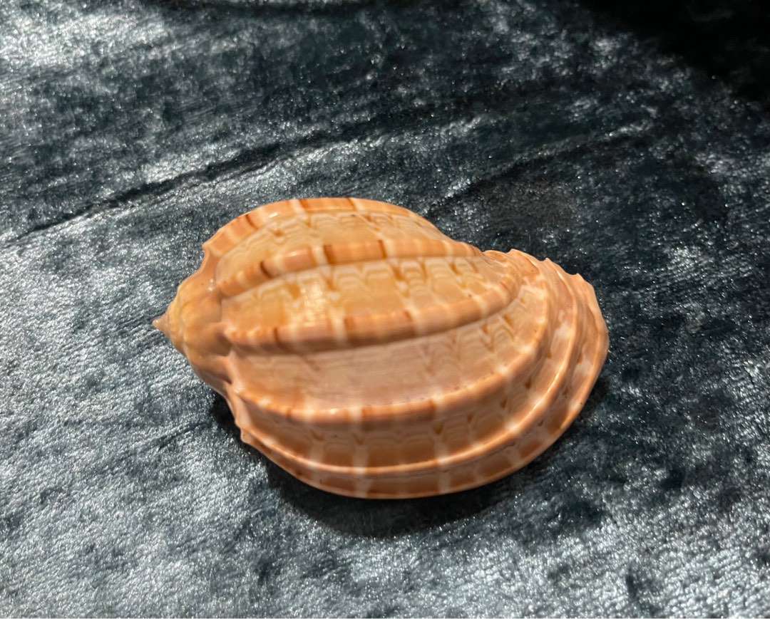 Scotch Bonnet Sea Shell, Hobbies & Toys, Memorabilia & Collectibles ...