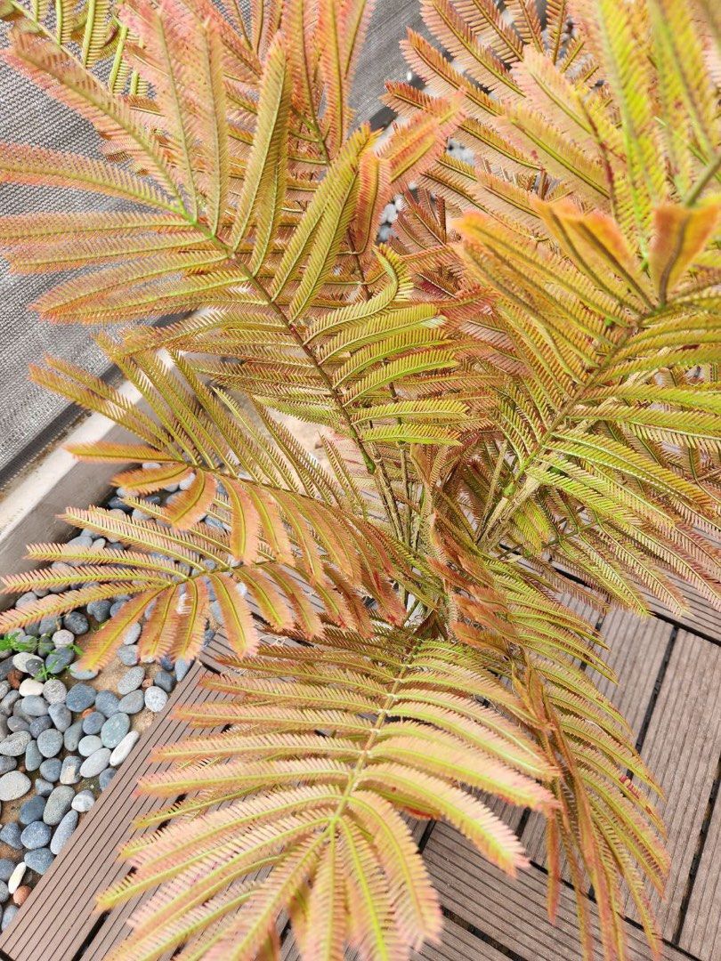 Skgarden | artificial palm plant | 80cm $38 | Watsapp landy 91680388 ...
