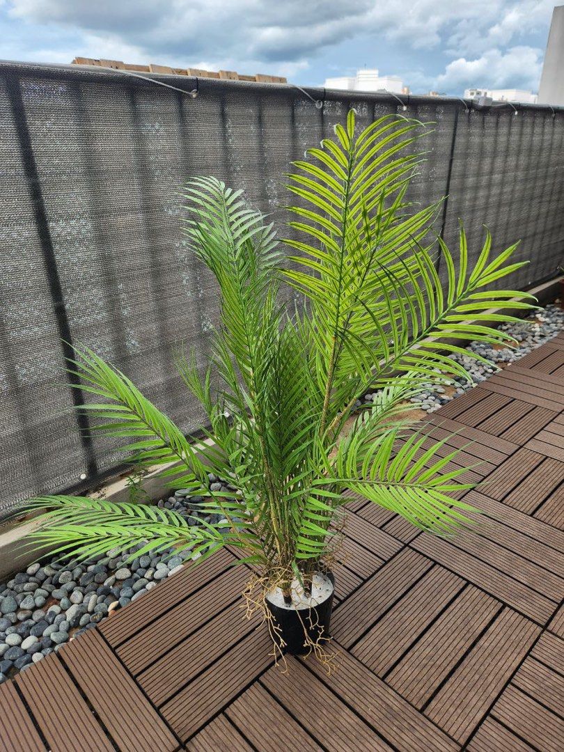Skgarden | artificial palm plant | 80cm $38 | Watsapp landy 91680388 ...