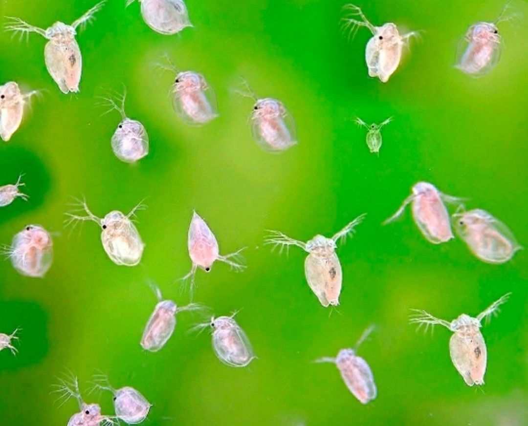 Starter food for fries, daphnia, rotifer, infusoria, Pet Supplies, Pet ...