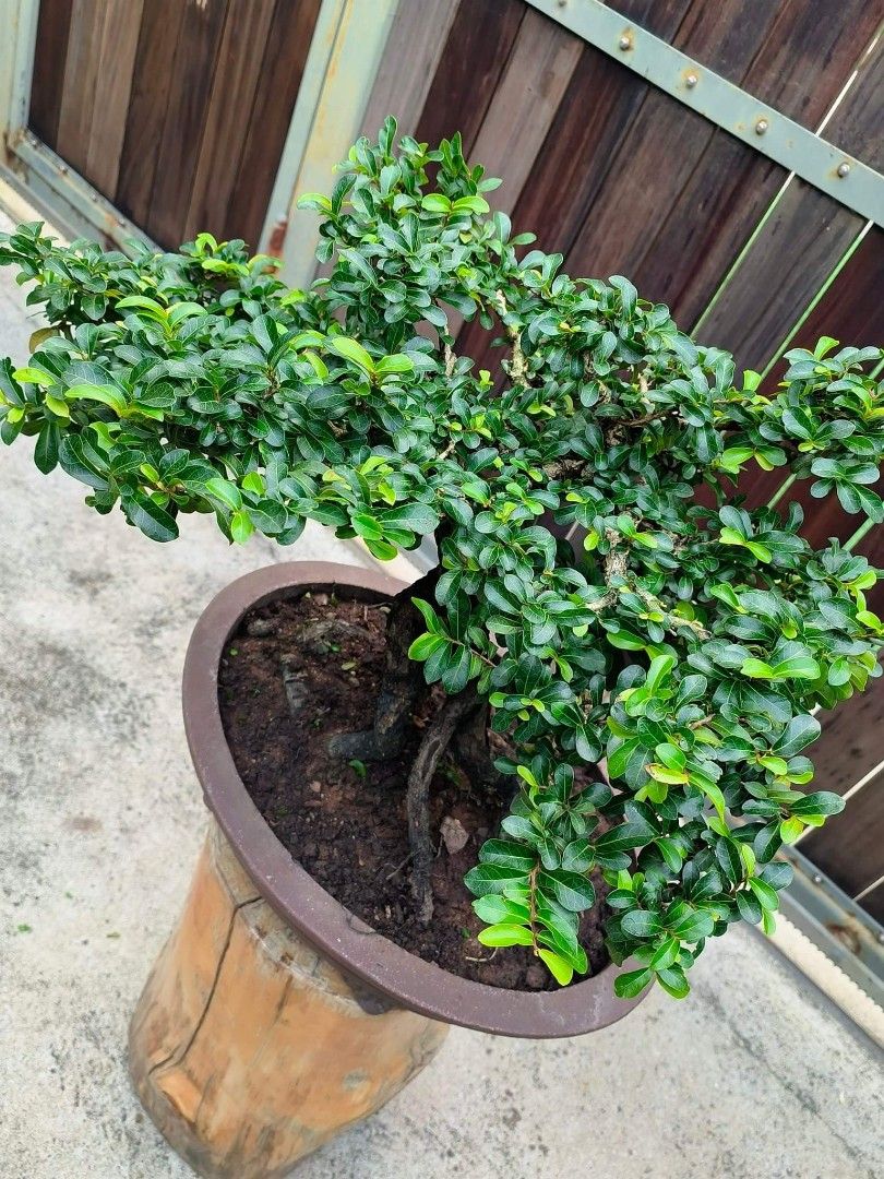 Tako King Tree, Furniture & Home Living, Gardening, Plants & Seeds on ...