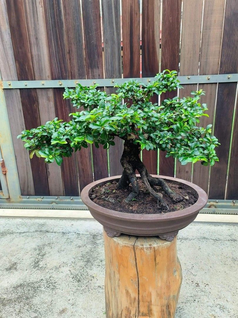 Tako King Tree, Furniture & Home Living, Gardening, Plants & Seeds on ...