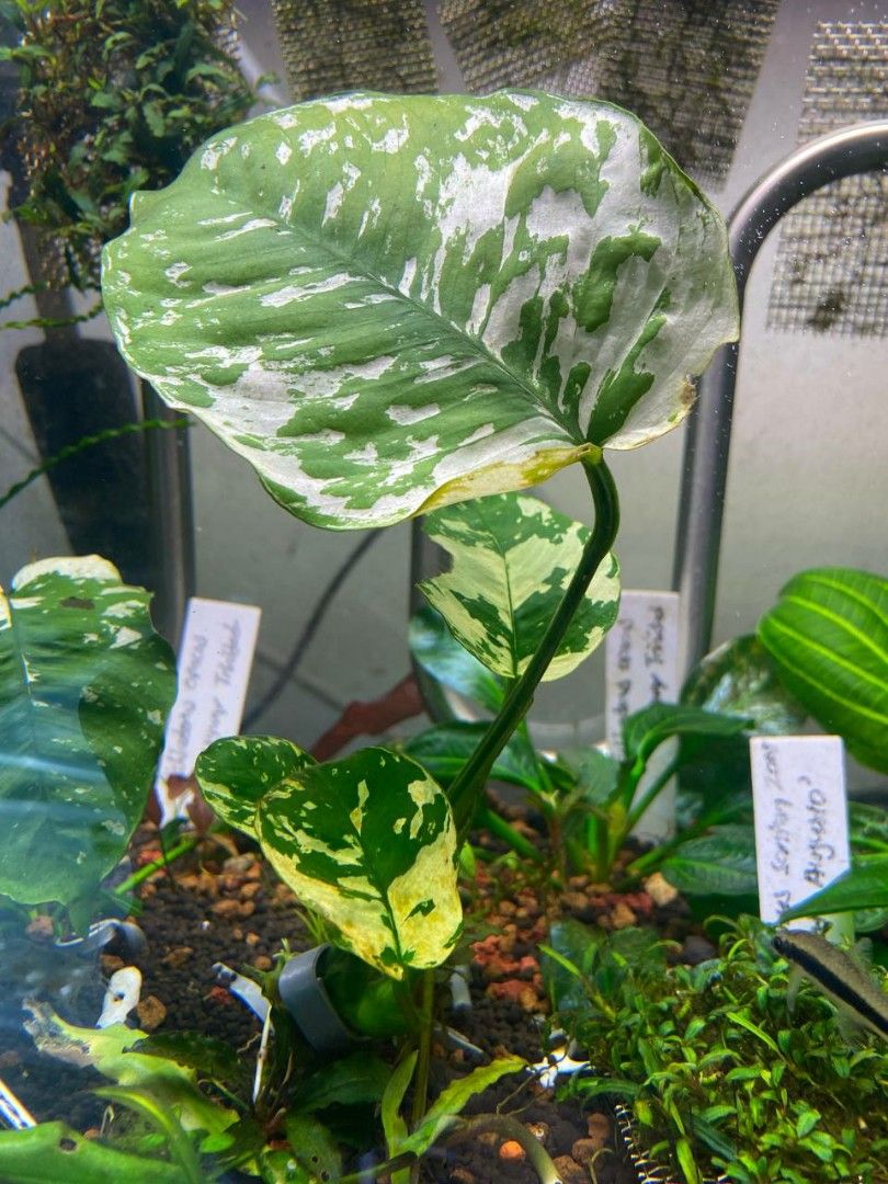 Anubias var king (rare new aquatic plant), Furniture & Home Living ...