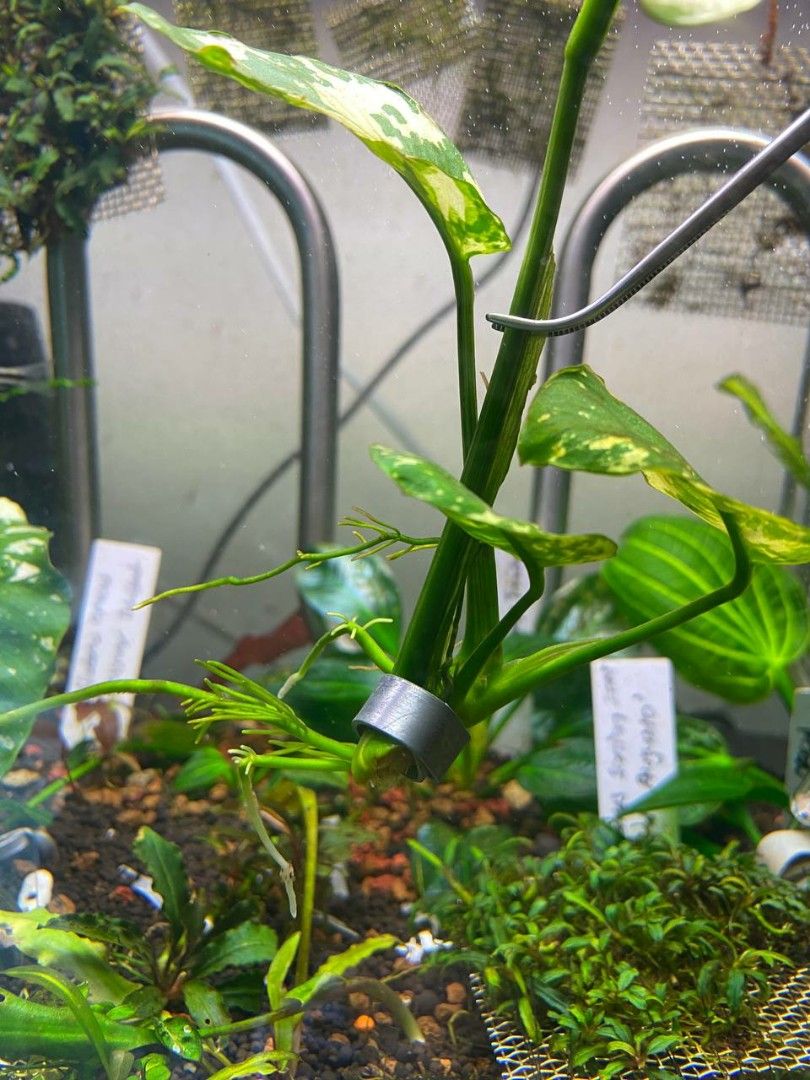 Anubias var king (rare new aquatic plant), Furniture & Home Living ...