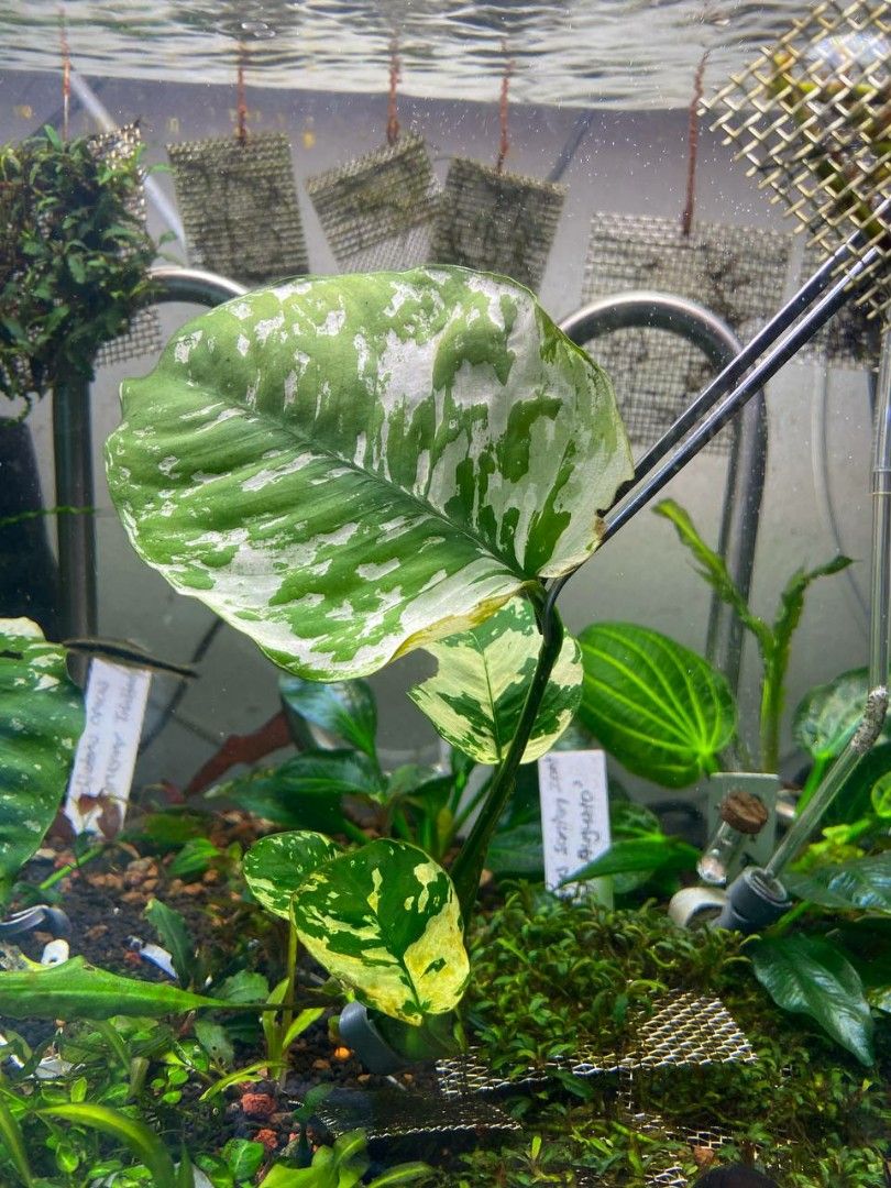 Anubias var king (rare new aquatic plant), Furniture & Home Living ...