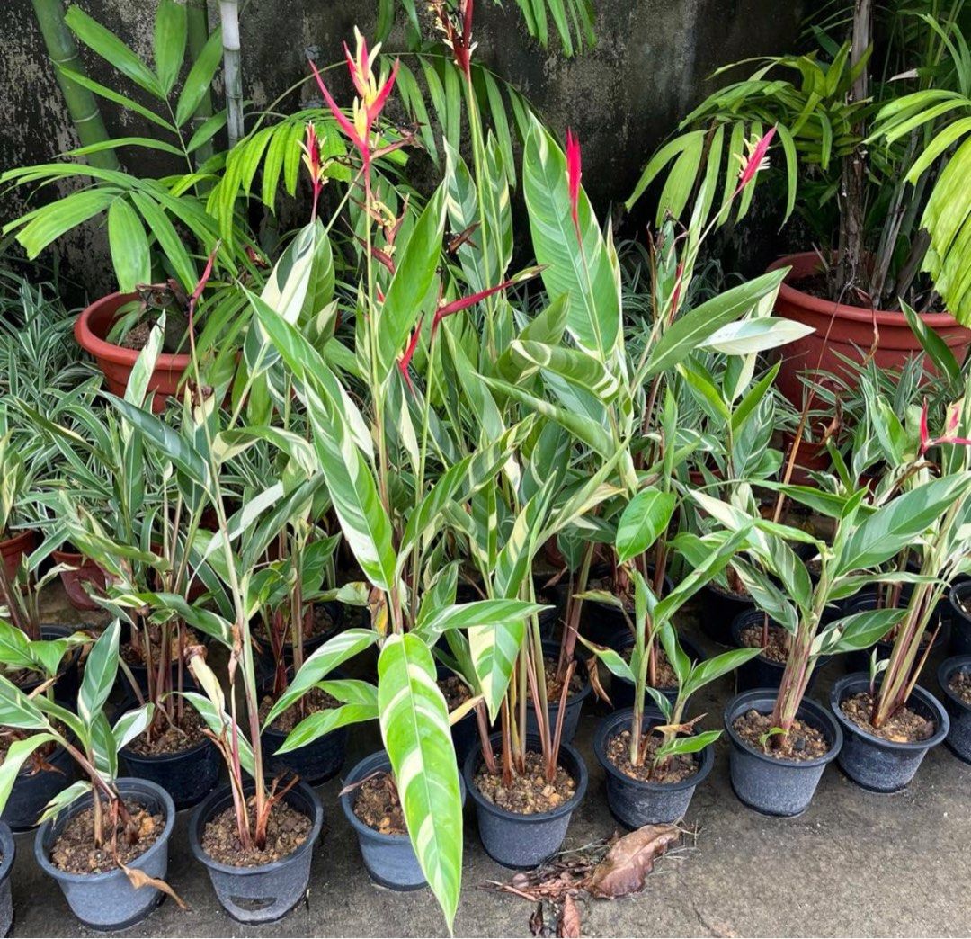 Heliconia Psittacorum 'Lady Di' (Variegated) (0.9m), Furniture & Home ...