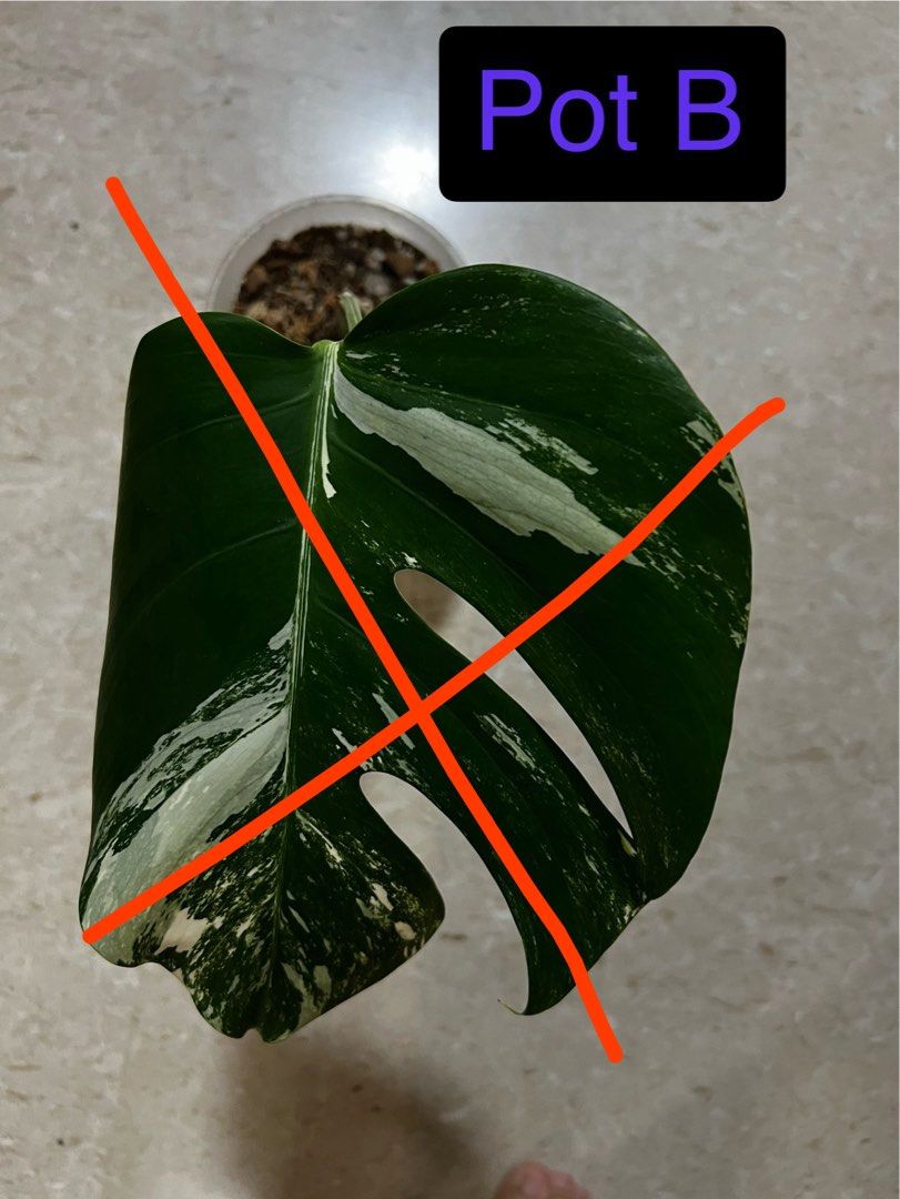 Monstera Albo Pot A & B, Furniture & Home Living, Gardening, Plants ...