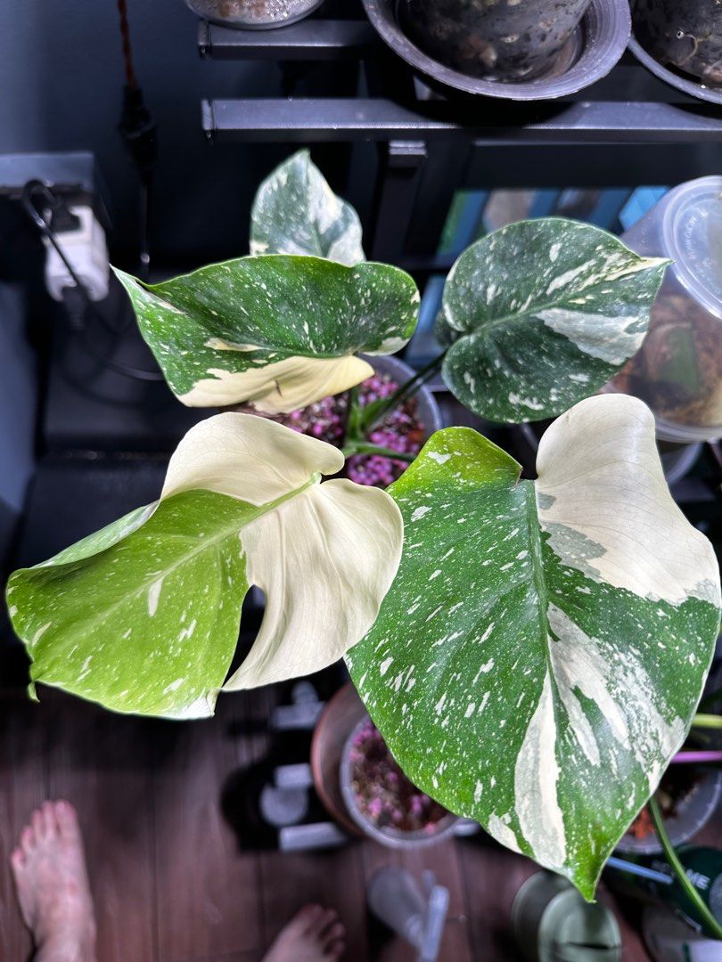 Monstera Thai con constellation albo, Furniture & Home Living ...