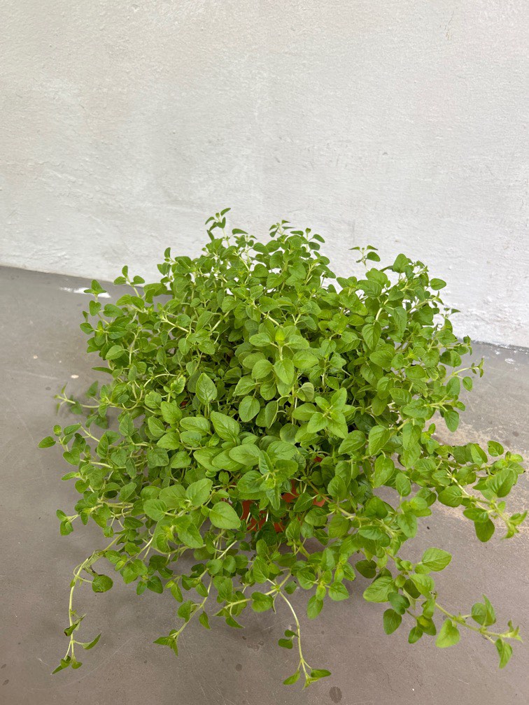 Oregano (Herbs) plant, Furniture & Home Living, Gardening, Plants ...