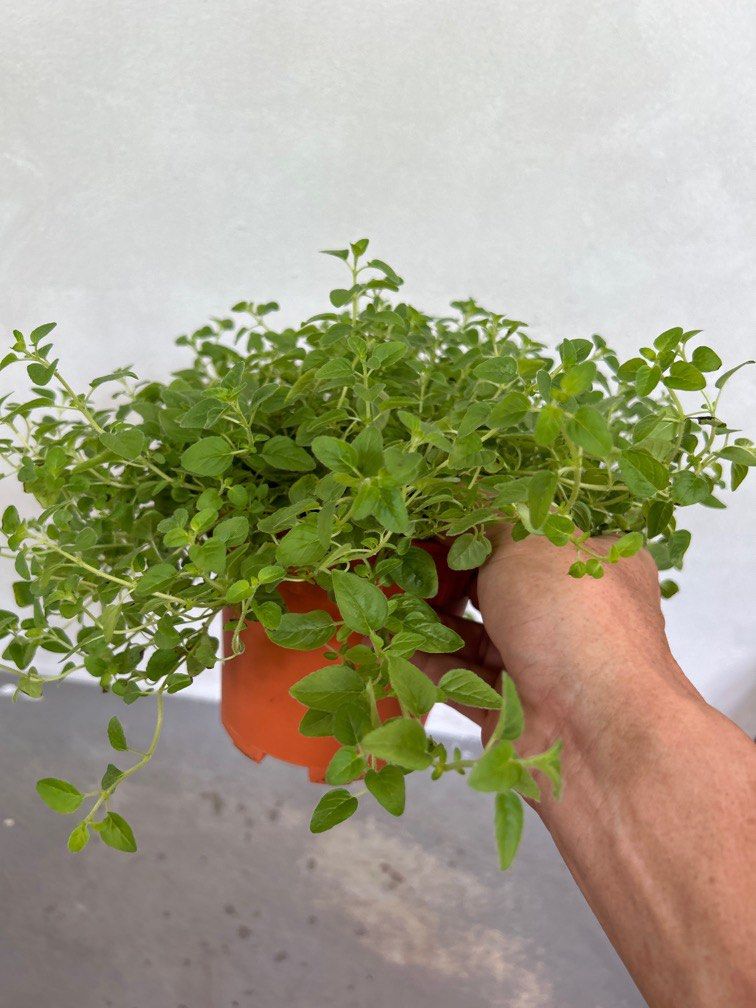 Oregano (Herbs) plant, Furniture & Home Living, Gardening, Plants ...
