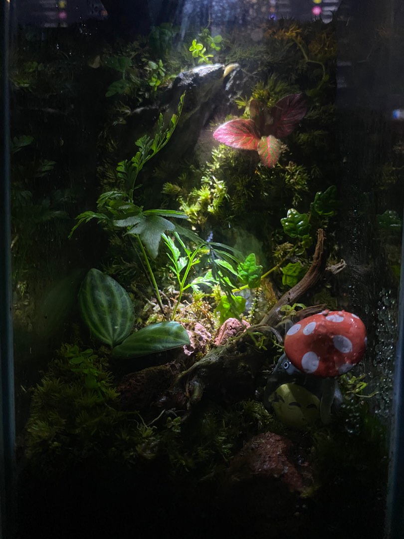 Gex 20x10x10 bioactive terrarium with moss wall and ferns, Furniture ...