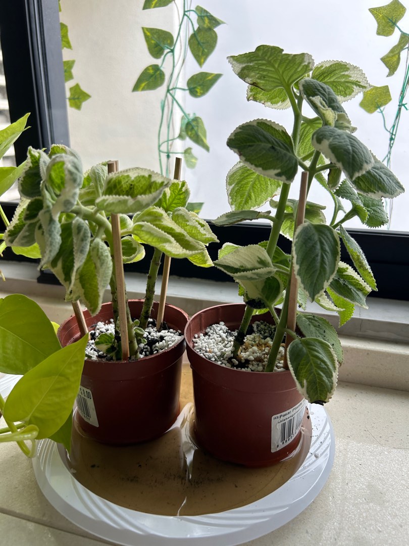 Indian borage plants for just $2 per pot, Furniture & Home Living ...