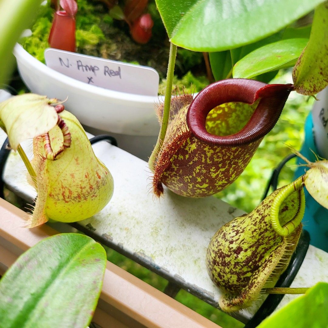 Nepenthes Hookeriana "Hot Lips" (N.Rafflesiana x N.Ampullaria) Pitcher Plant Carnivorous Insect ...