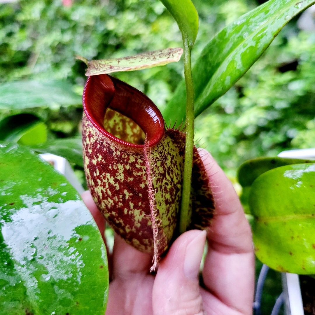 Nepenthes Hookeriana "Hot Lips" (N.Rafflesiana x N.Ampullaria) Pitcher Plant Carnivorous Insect ...