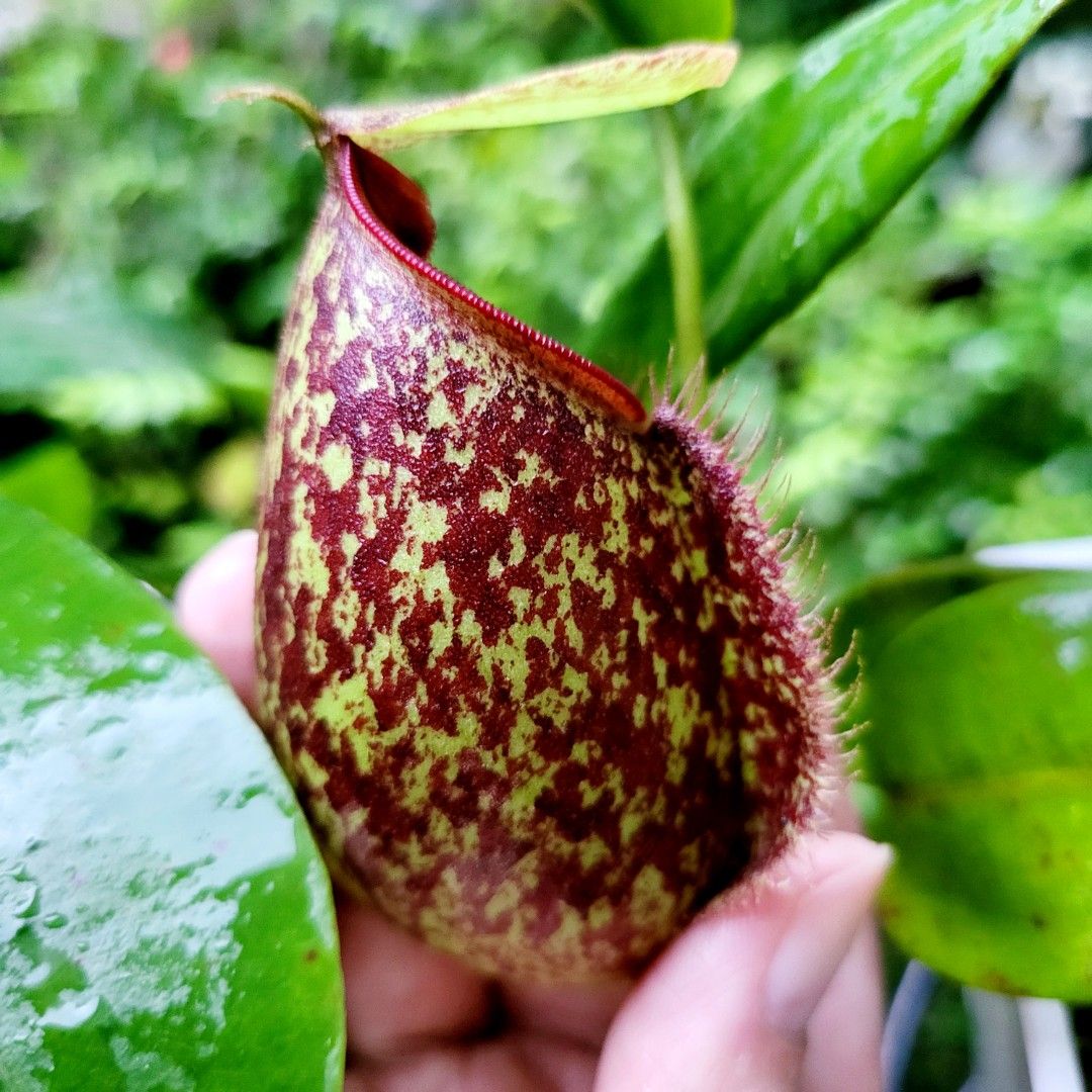 Nepenthes Hookeriana "Hot Lips" (N.Rafflesiana x N.Ampullaria) Pitcher Plant Carnivorous Insect ...