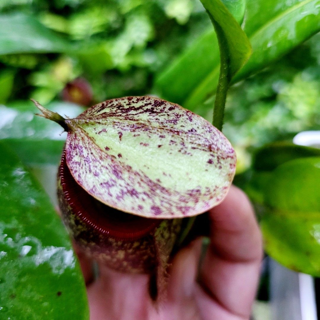 Nepenthes Hookeriana "Hot Lips" (N.Rafflesiana x N.Ampullaria) Pitcher Plant Carnivorous Insect ...